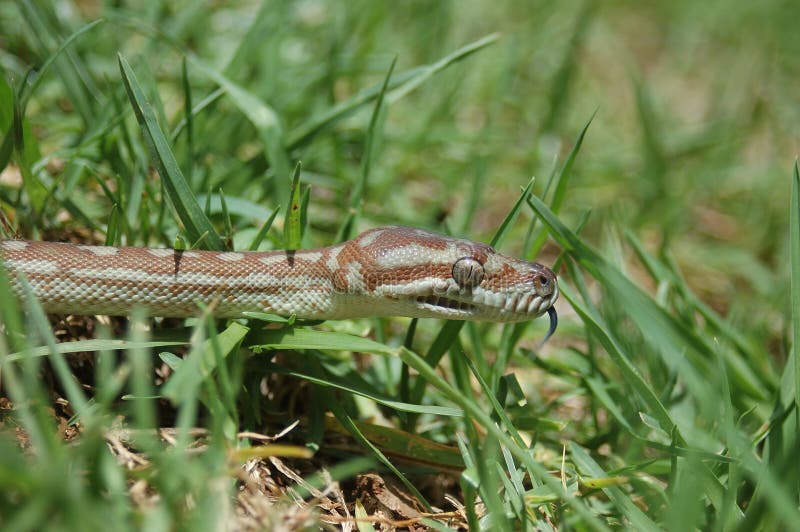 Tijgerslang stock foto. Image of tijger, australisch, slang - 7322600