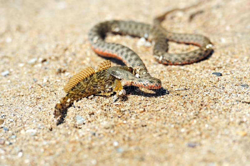 Waterslang stock foto. Image of reptiel, prooi, zomer - 29942254