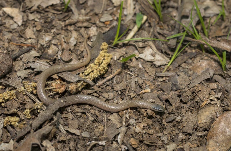Hechte Slang in Levendig Profiel Met Hagedis-staart Uit De Mond Stock ...
