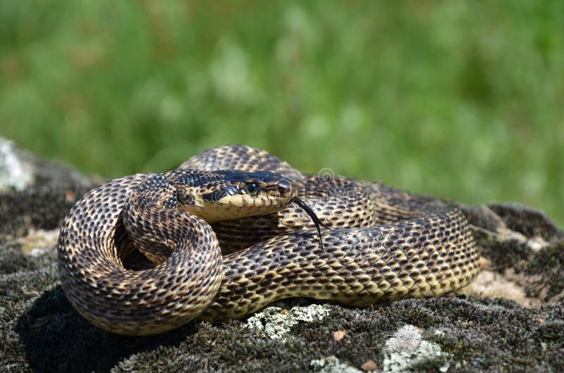 Slang met uit tong stock foto. Image of uitgestorven - 37484994