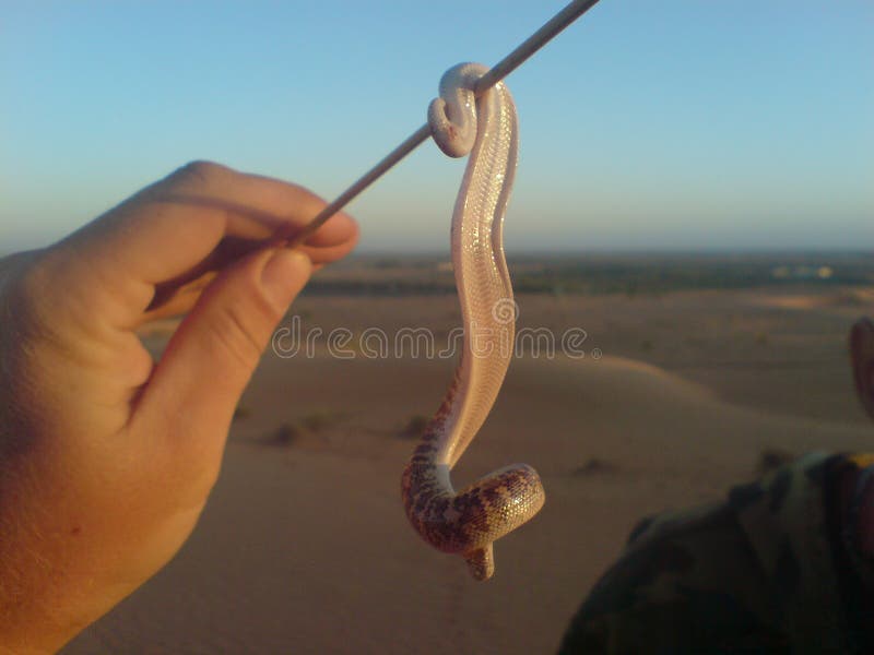 Ringslang, Die Langs De Grond Kruipen Niet-giftige Slang Bang Gemaakt ...