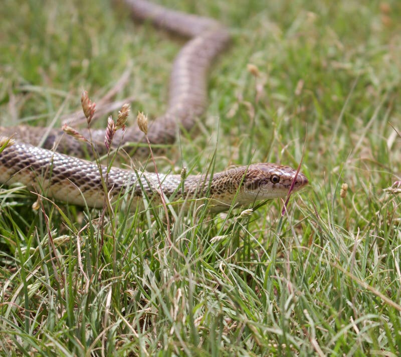 Slang op het gras stock afbeelding. Image of hoofd, dier - 78156795