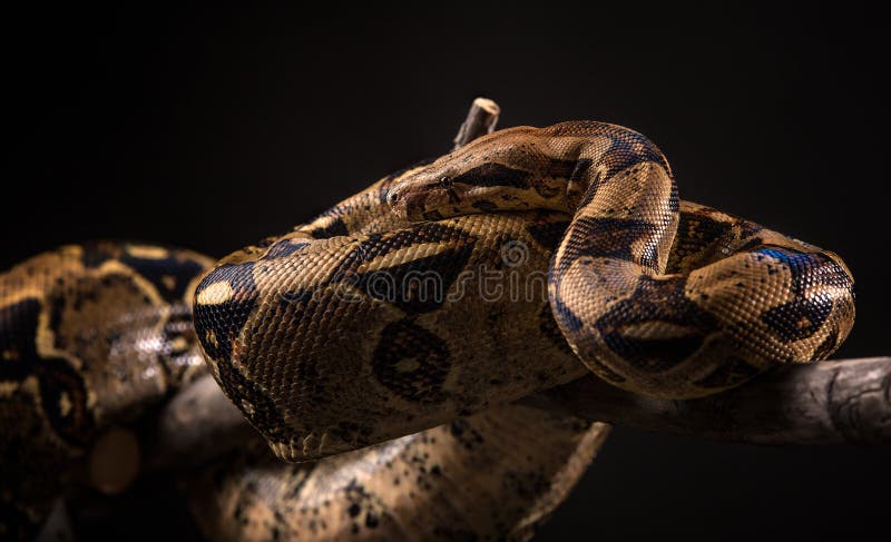 Slang Op Zwarte Achtergrond Stock Foto - Image of gedraaid, zwart: 66364292