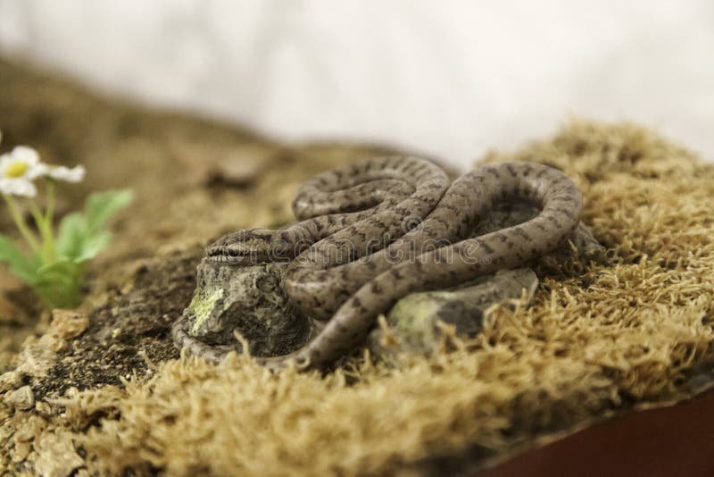 Slang In Terrarium - Groene Rattenslang Stock Afbeelding - Afbeelding ...