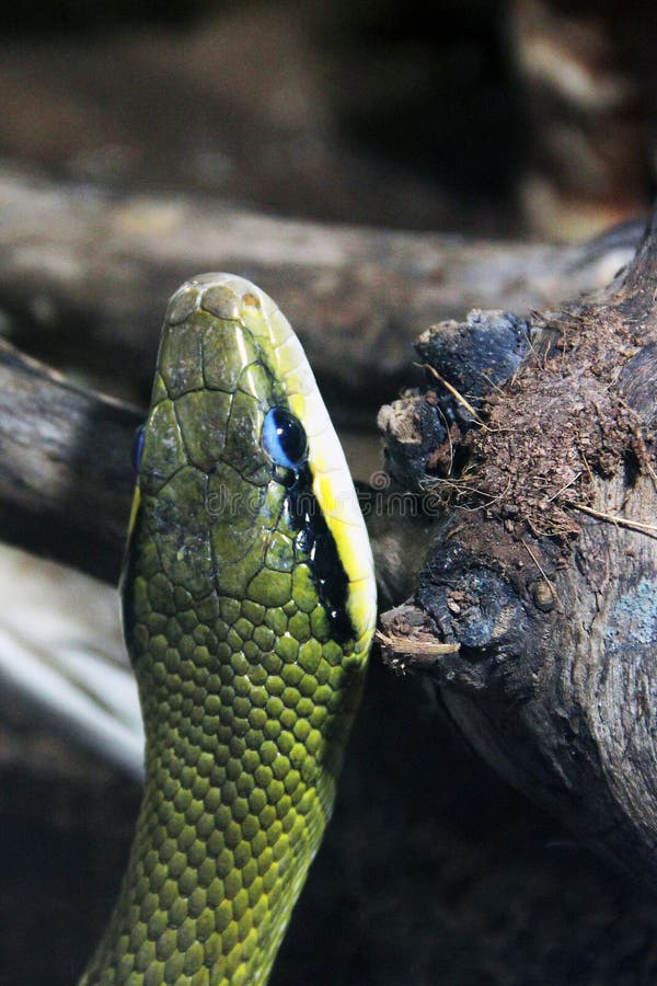 Slang In Terrarium - Groene Rattenslang Stock Foto - Afbeelding ...