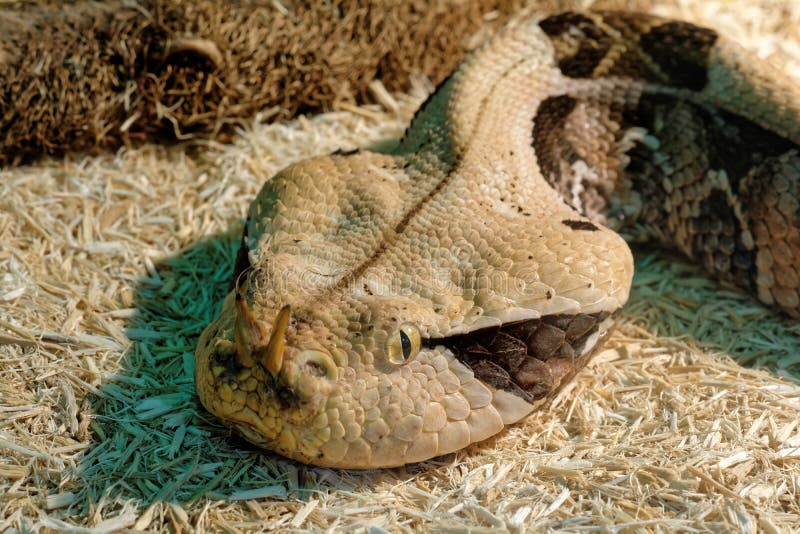 Slang in Terrarium - Groene Rattenslang Stock Foto - Image of roofdier ...