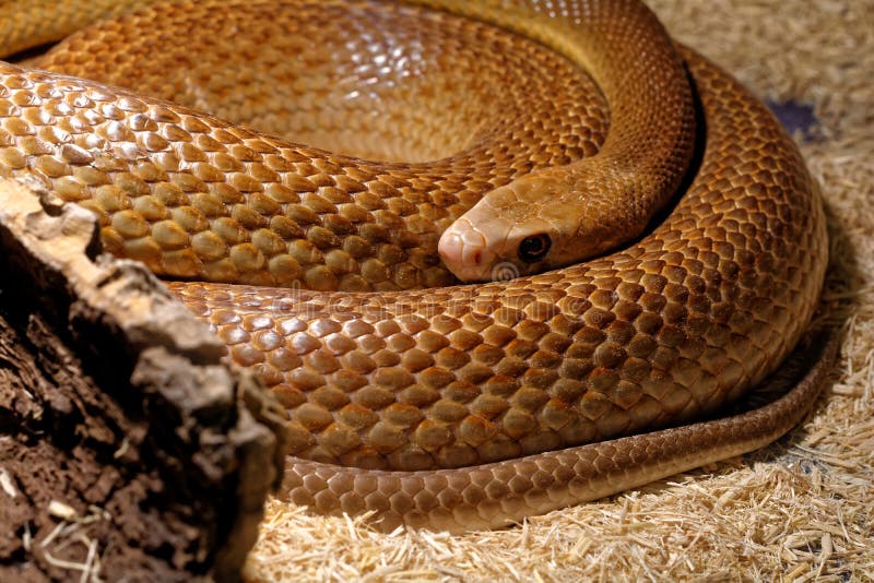 Slang in Terrarium - Groene Rattenslang Stock Foto - Image of opteller ...