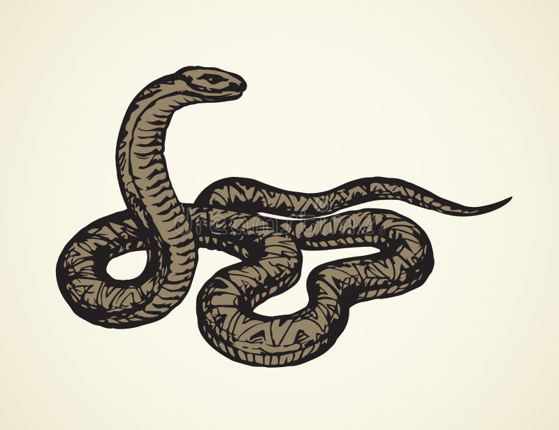 Slang Vector tekening vector illustratie. Illustration of cobra - 63438456