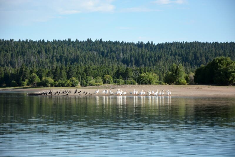 Het Gelijk Maken Bij De Slangrivier Stock Foto - Image of huis, groen ...