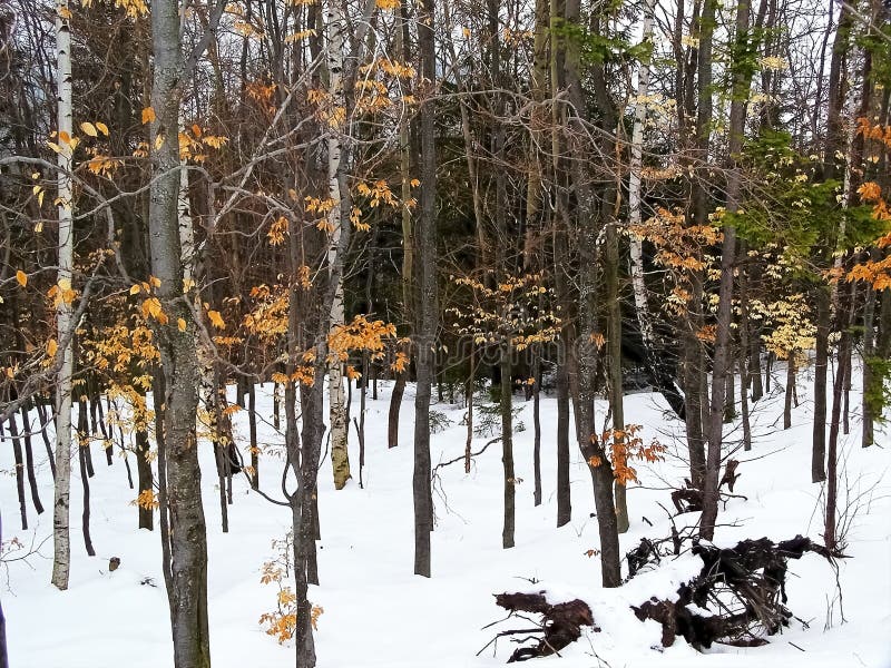 Slanke bomen in de winter stock afbeelding. Image of contrast - 39734905