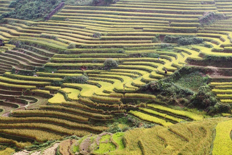 The slant of the fields stock image. Image of cultivation - 34296917