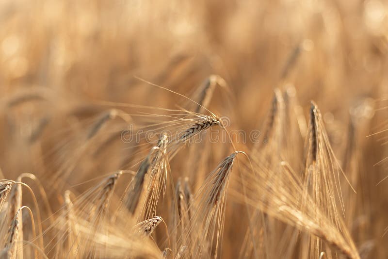 Slanted Ears of Wheat in the Sunlight Stock Image - Image of dish, food ...