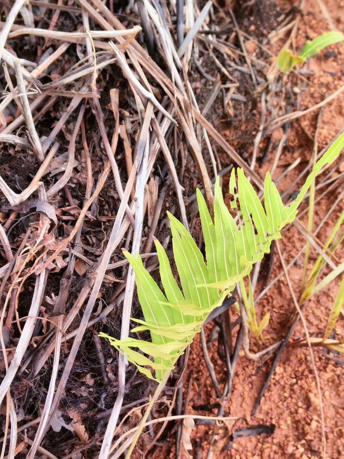 Slanted lawn mower stock photo. Image of slant, growth - 7293628