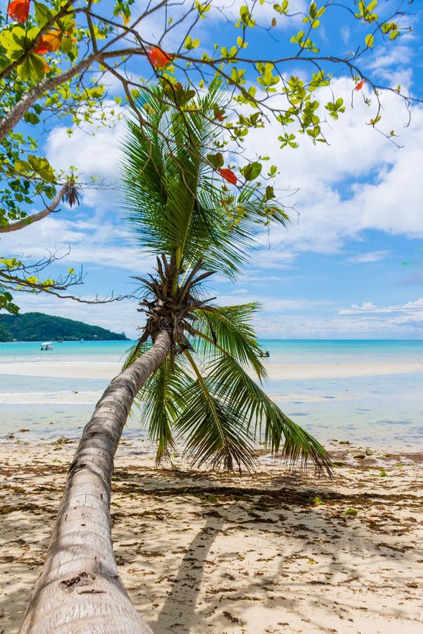 Slanted Palm Tree on the Beach Stock Image - Image of luxury, beautiful ...