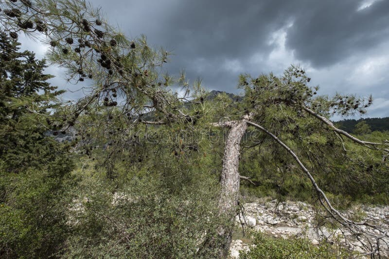 Slanted pine tree stock photo. Image of green, forest - 258938602