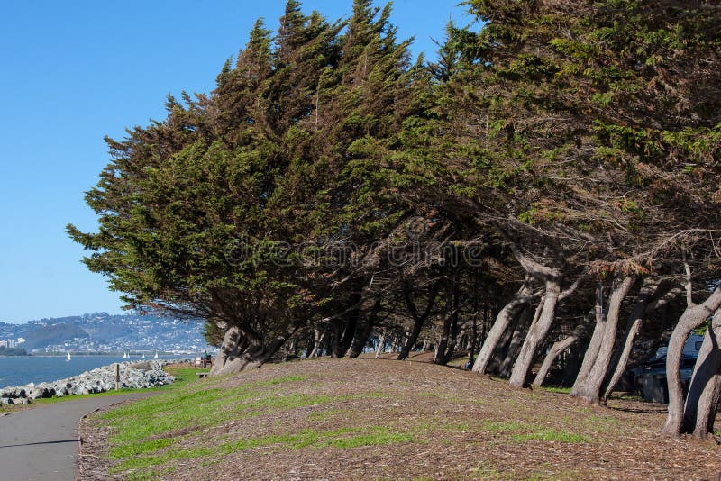 Slanted Trees in Kandy Botanical Garden Stock Image - Image of ...
