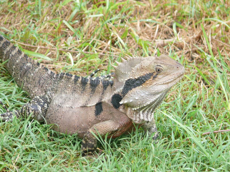 Slanting and Part View from Above of a Large Lizard Stock Photo - Image ...