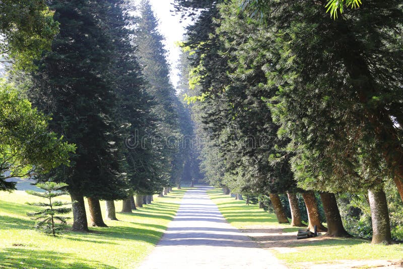 Slanting trees in park stock image. Image of summer, beauty - 37755465
