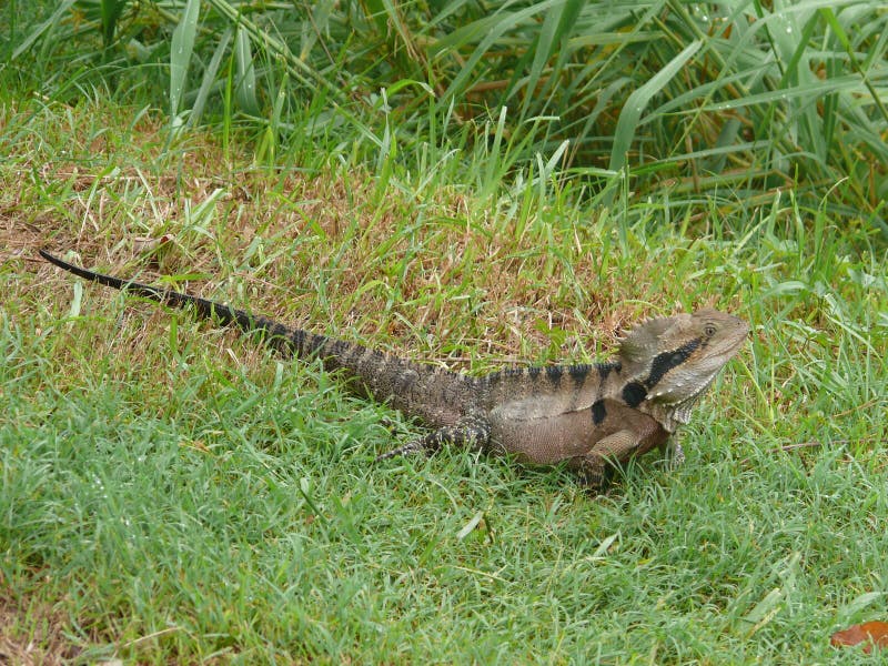 View from Above of a Large Lizard on Green Meadow Stock Photo - Image ...