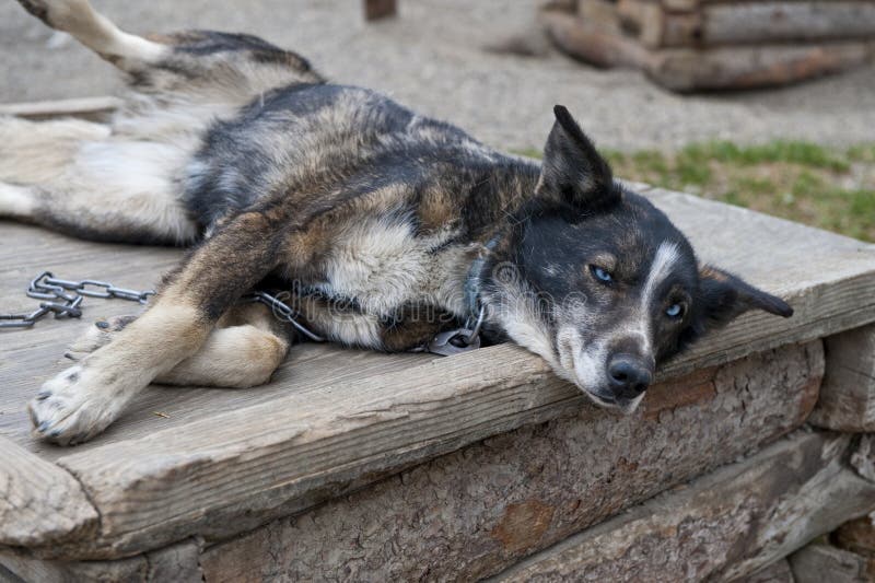 Slapende De Hond Van De Slee Stock Foto - Image of rust, harig: 11137268