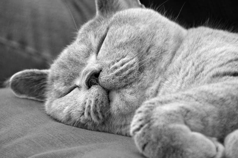 Slapende kat stock afbeelding. Image of stoel, dier, slaap - 22642479