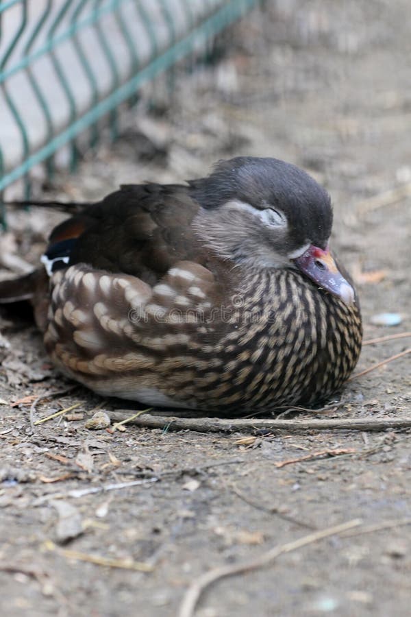 Slaperige Leuke Chihuahua-hond Die Met Het Draaien Van Gezicht - Omhoog ...