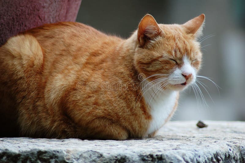 Slaperige bruine kat stock afbeelding. Image of slaap, staart - 123861