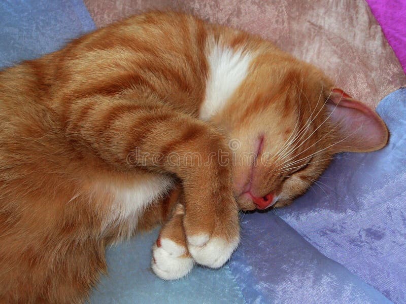 Het slapen rode kat stock afbeelding. Image of rood, binnenlands - 33034399