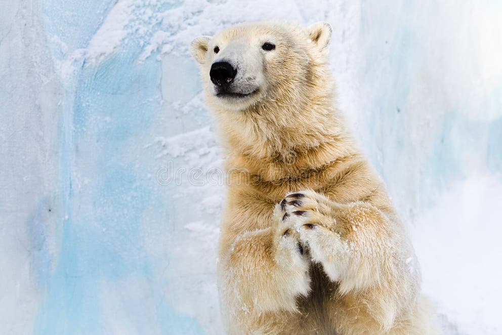 Slapping in the paws stock photo. Image of cold, animal - 8188348