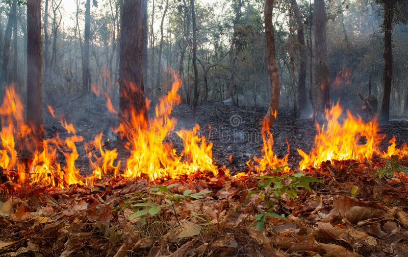 Slash and Burn Agriculture is a Farming Method that Involves the ...