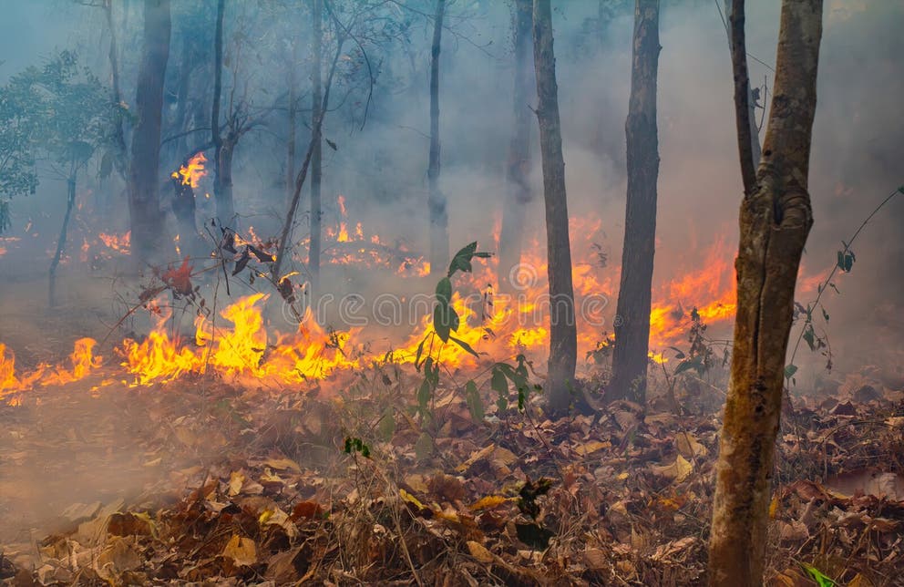Burn Agriculture is a Farming Method that Involves the Cutting and ...