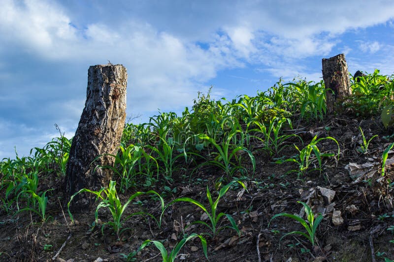 Slash-and-burn stock photo. Image of subsistence, forest - 27331792