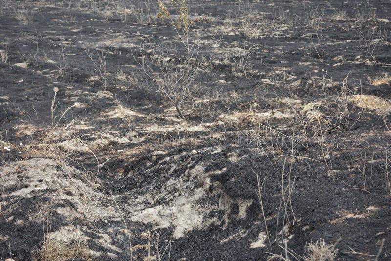 Slash and burn stock image. Image of swidden, burn, woodland - 190284931