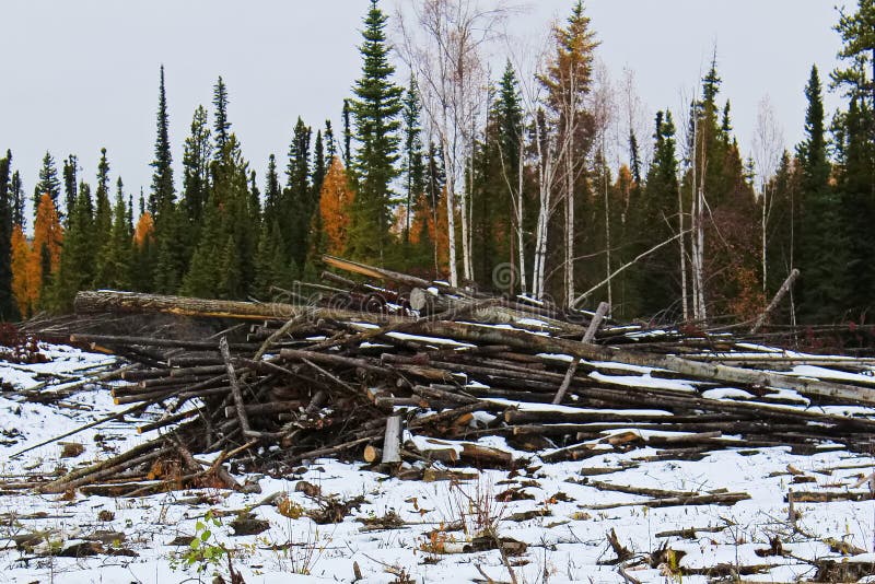 Slash Piles Left after Clear Cutting Stock Photo - Image of decay ...