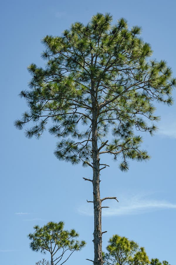 Slash Pine Tree, with a Light, Blue Sky Background Stock Image - Image ...