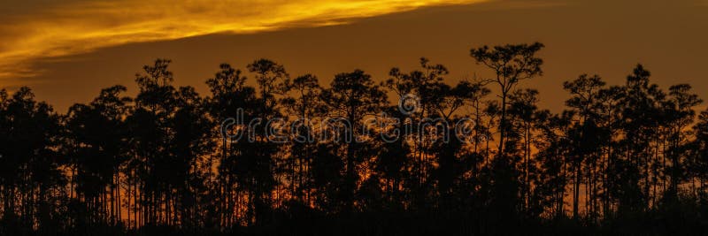 Slash pine trees at sunset stock photo. Image of florida - 178098698