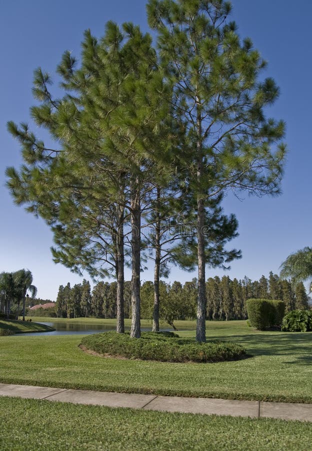 Slash Pines stock photo. Image of sidewalk, turnk, coniferous - 3694584