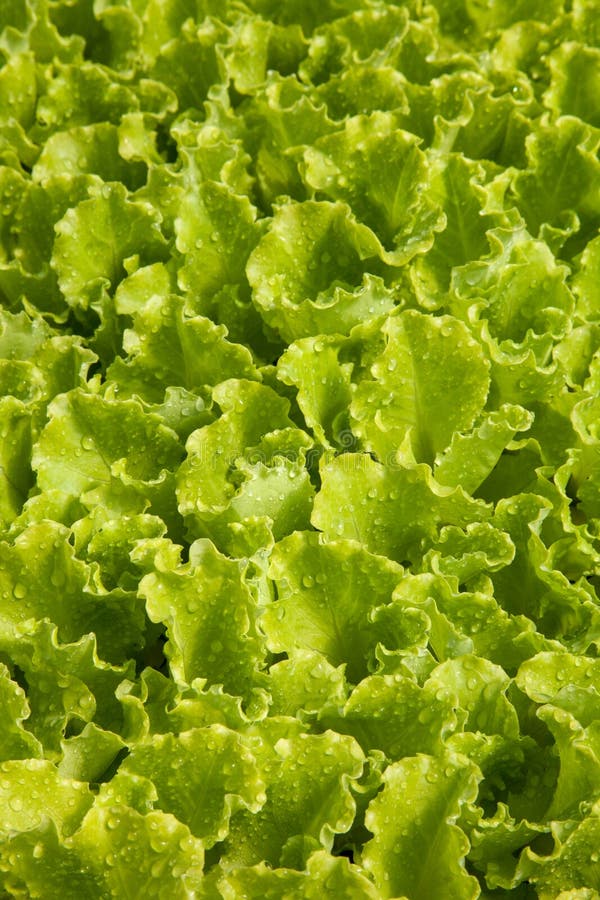 Sla stock foto. Image of groenten, bladeren, installaties - 18685744