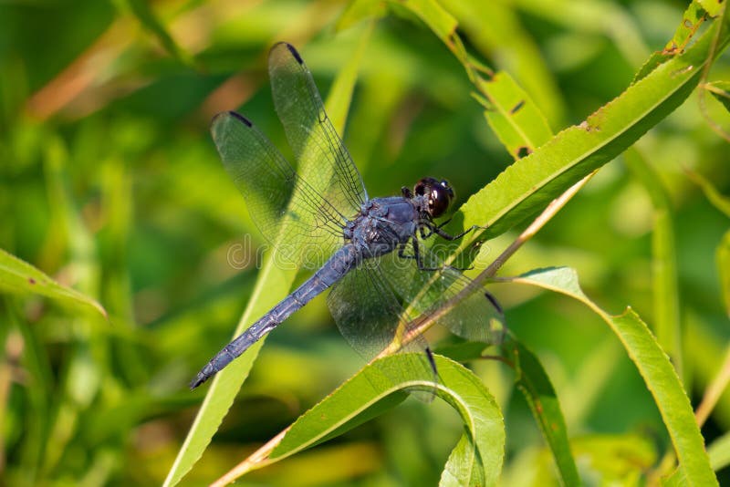 Slate Blue Dragonfly Landed on a Leaf Stock Photo - Image of perched ...
