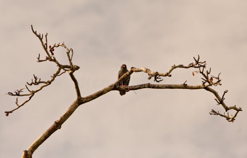 Slate-colored Hawk stock photo. Image of buteogallus - 26589920