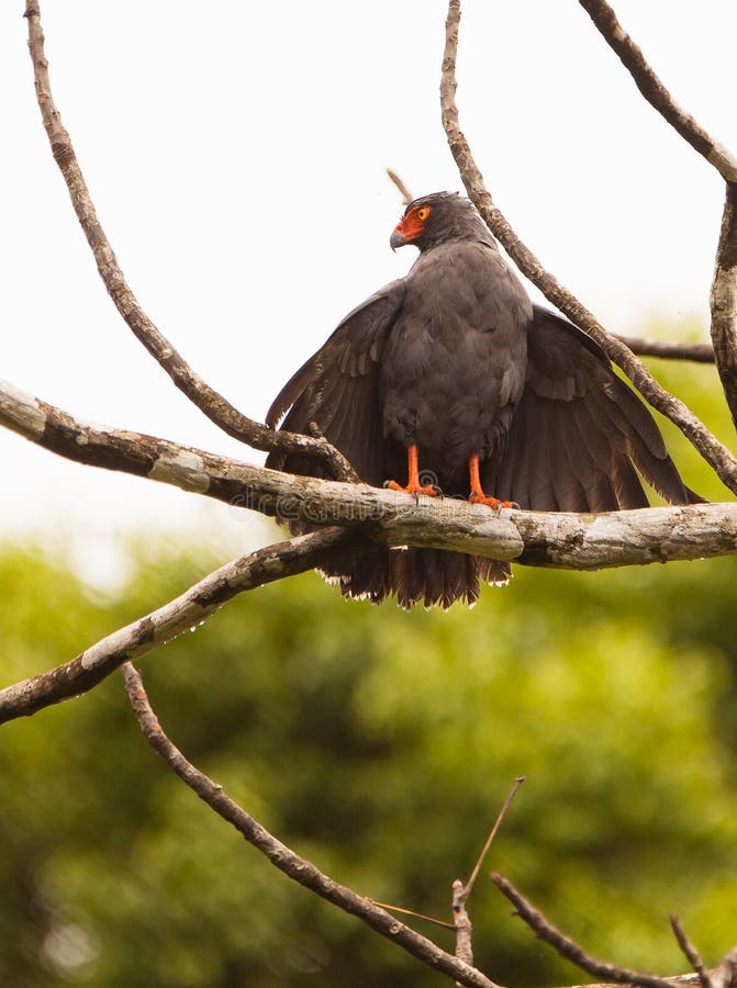Slate-colored Hawk stock photo. Image of locations, animals - 26962780