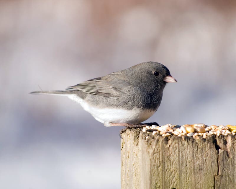 Dark-eyed Junco stock image. Image of sparrow, natural - 4104903
