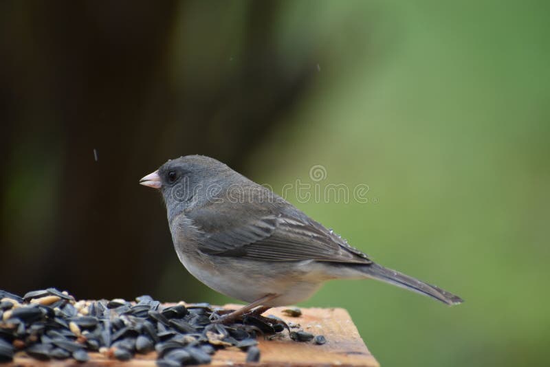 A Slate-colored Junco at the Feeder Stock Image - Image of junco, stray ...