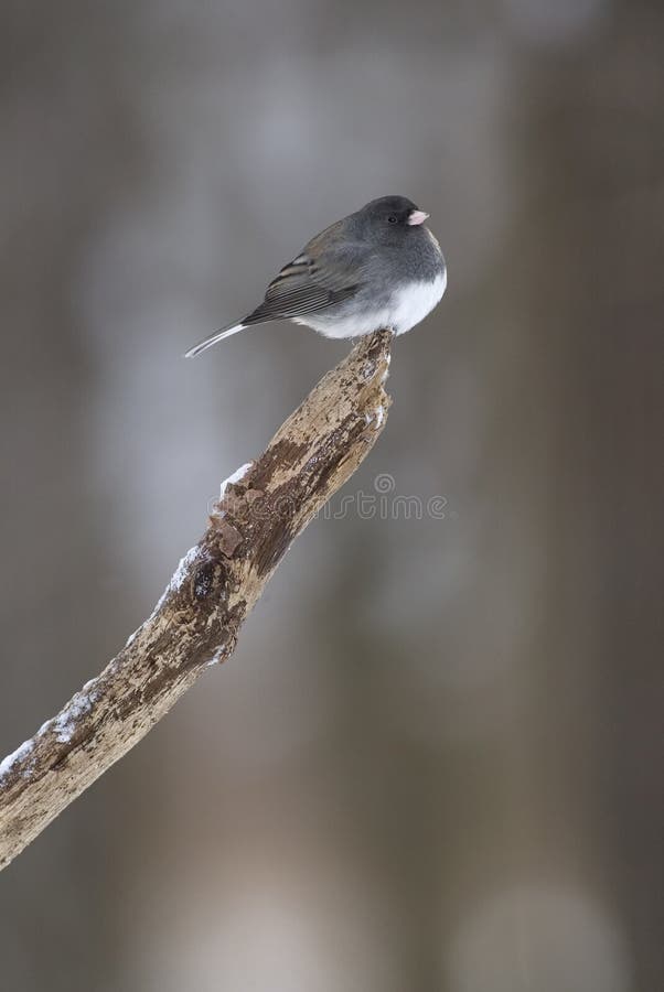 Slate Colored Junco (Junco Hyemalis) Stock Photo - Image of song, snag ...