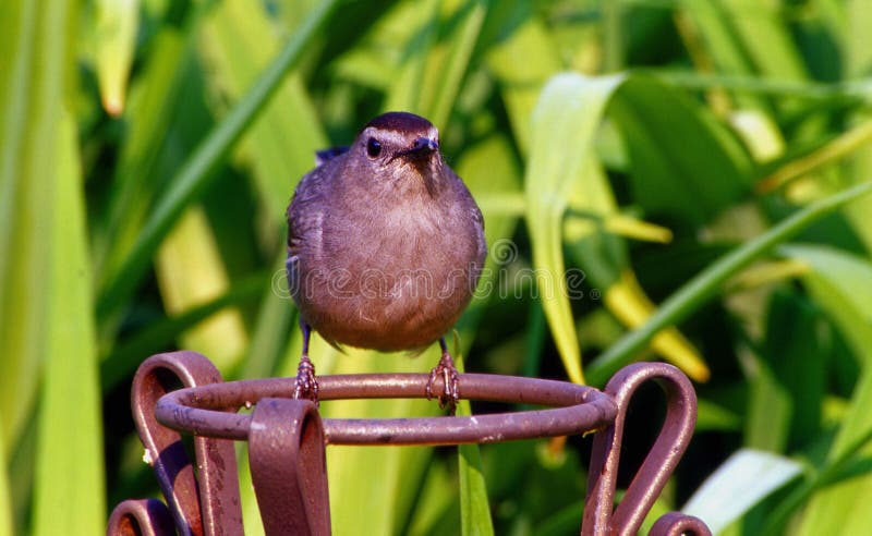 Slate Colored Mockingbird stock image. Image of garden - 4065023