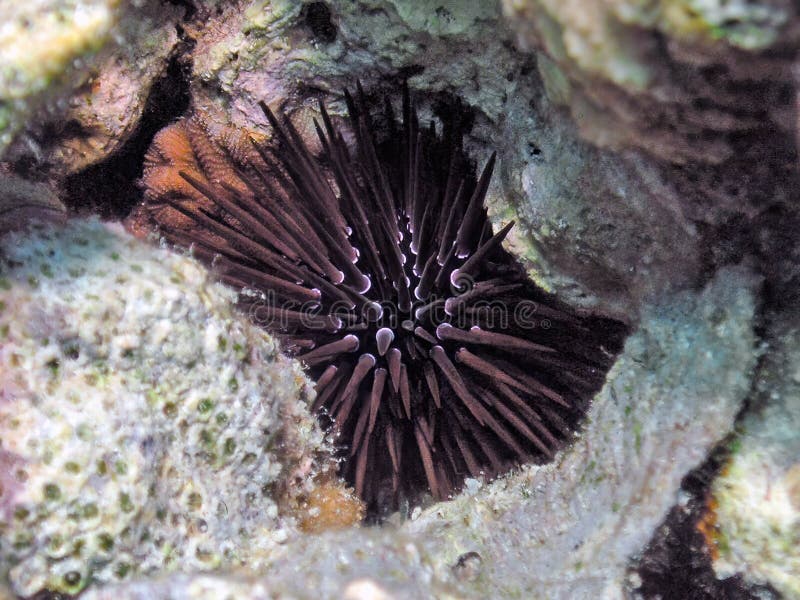 A Slate Pencil Sea Urchin Eucidaris Tribuloides in the Red Sea Stock ...