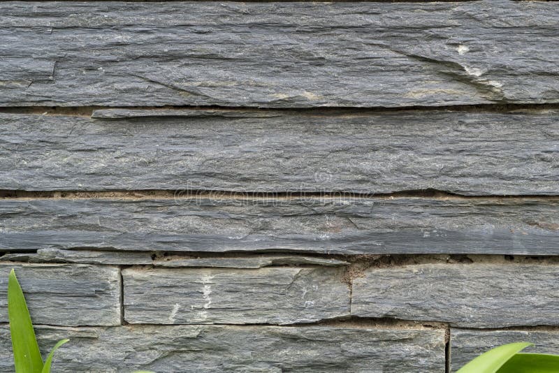 Slate Stone Wall Background Texture Close Up with Green Foliage Stock ...