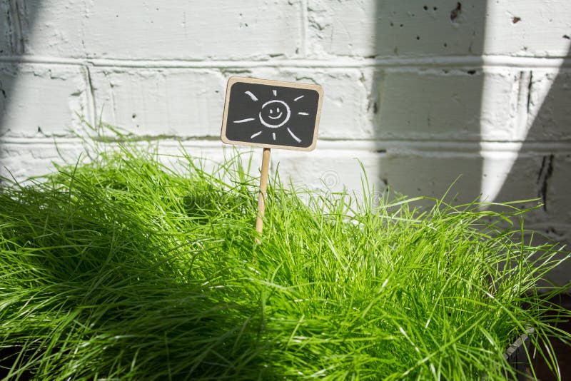 Slate topper stock photo. Image of lawn, loft, herb, topper - 96560814