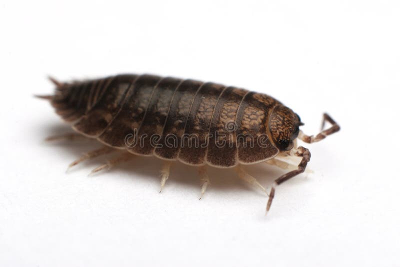 Slater stock photo. Image of lice, armadillidiidae, sowbug - 1230506