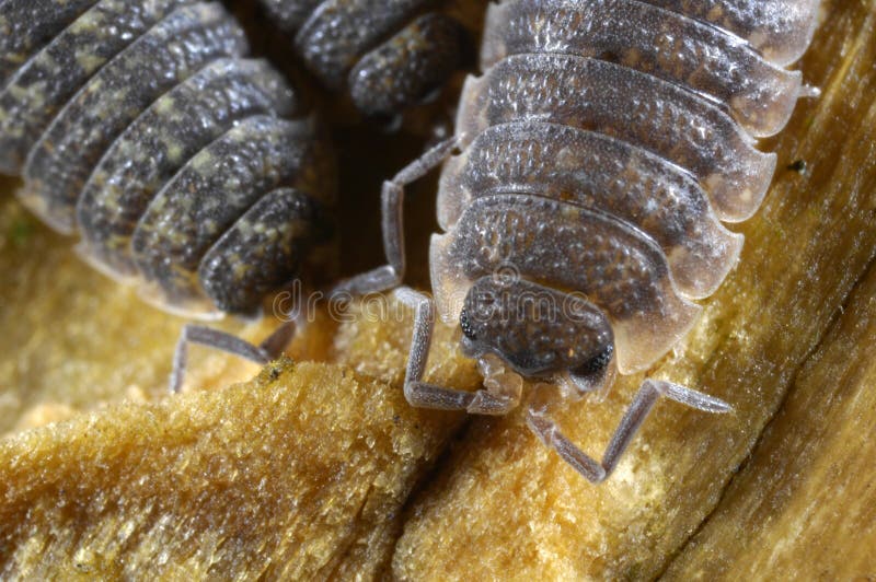 Slater stock photo. Image of macro, close, creepy, portrait - 4842300